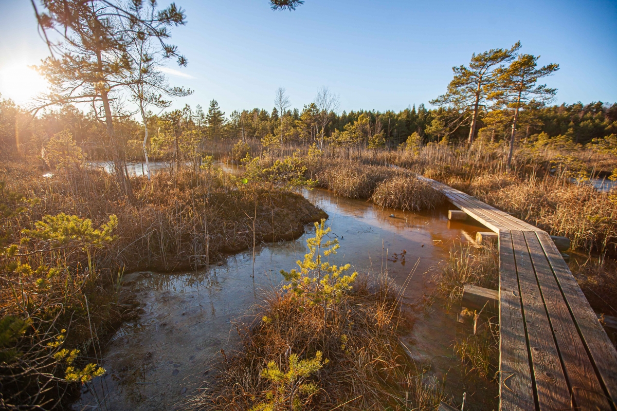 Boardwalk to sulphur ponds - Official Tourism site